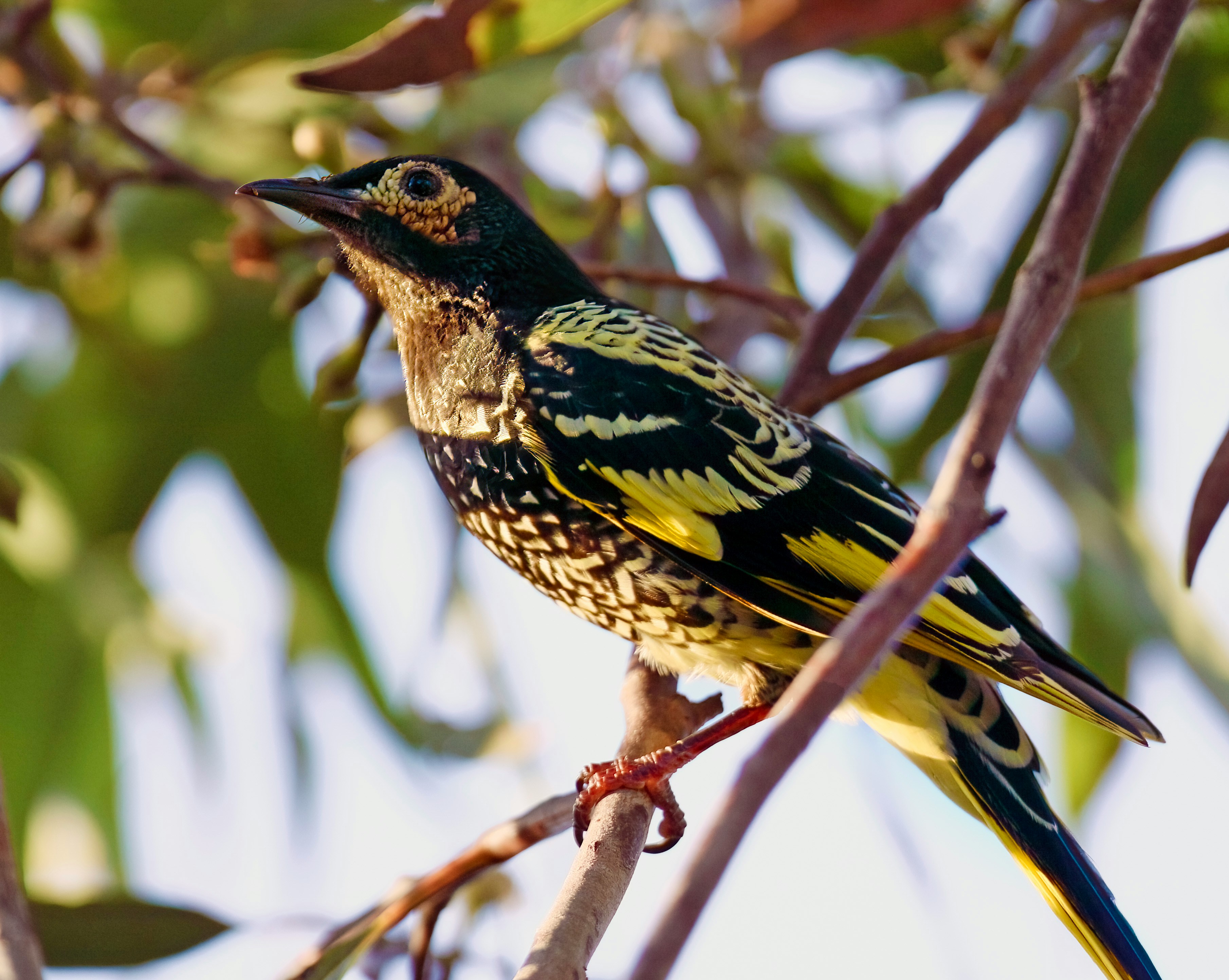 University of Melbourne and Colossal expand partnership with gift to ...