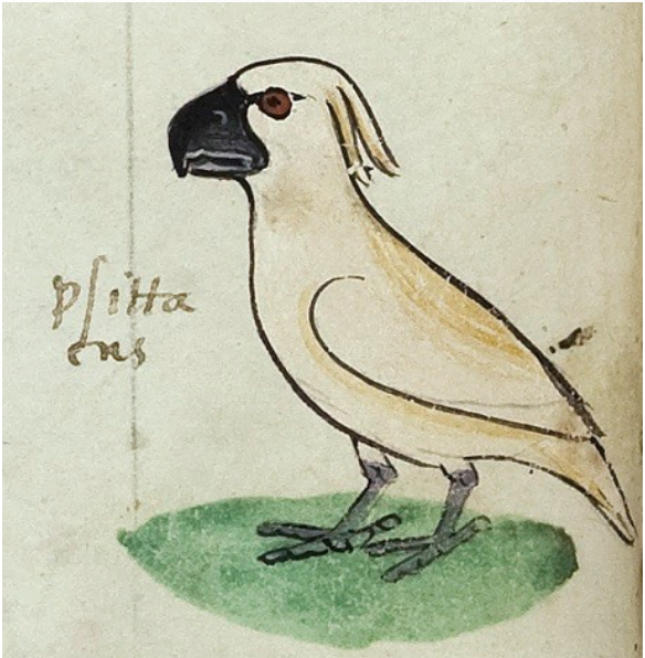 Cockatoo discovery reveals flourishing medieval trade routes around ...