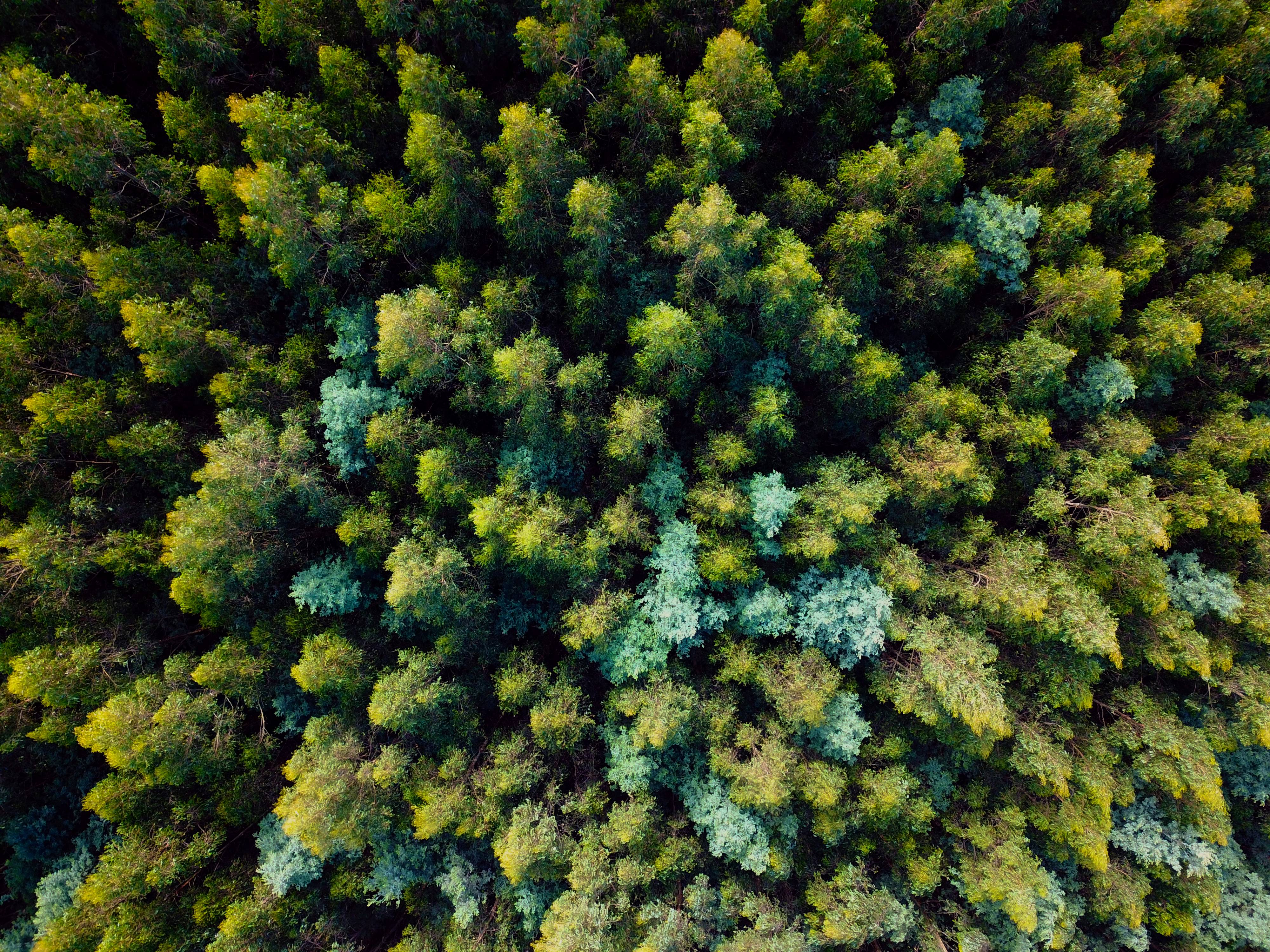 Heat-stressed Australian forests are thinning fast, producing carbon ...