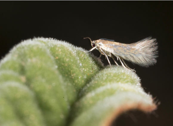 It's not only size, but scales that matter in some male moth antennae