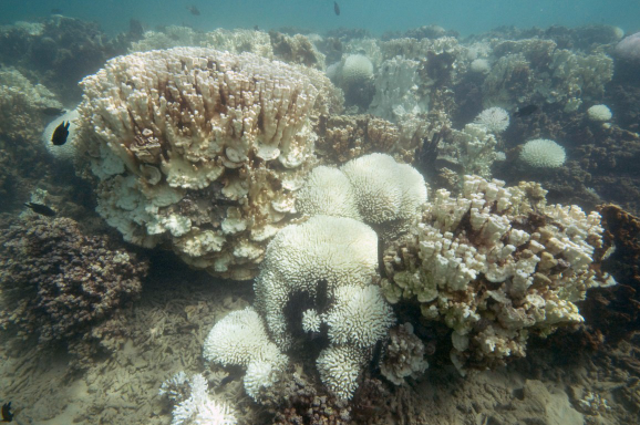 Promiscuity may help some corals survive bleaching events